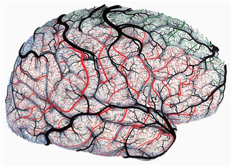 Cerebral Cortex Flashcards Quizlet