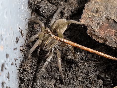 Wolf Spider Sp And Sex Id Plz Rspiders