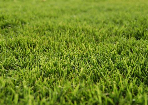 Wholesale Sod Grass Near Katy And Cinco Ranch Texas Twinwood Farms