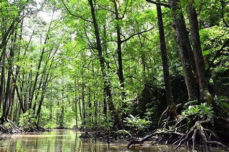 Groups Push Mangrove Reforestation As Coastal Defense