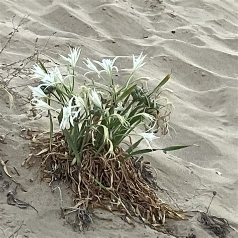 Доц Петър Игнатов Ще споделя една история която ме трогна Този мъничък борец днес става на