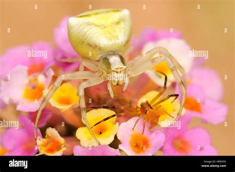 Apis Mellifera Mating Hi Res Stock Photography And Images Alamy