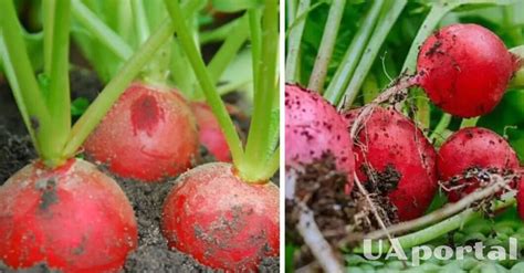 Як правильно саджати редис у відкритий грунт які помилки допускають при посадці редиски