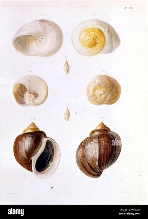 Different Snail Shells