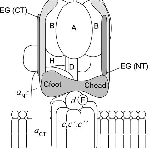 Schematic Of The Yeast V Atpase Subunit Arrangement The Subunits Download Scientific Diagram