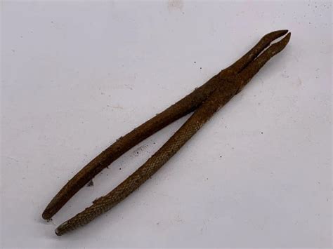 Vintage Dentist Medical Instruments Tool Tooth Extraction Dental Prop £