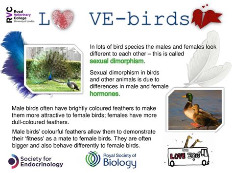 Sexual Selection Birds