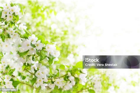 사과 나무 가지 소프트 포커스 클로즈업에 흰색 꽃 녹색 잎 흐리게 보케 배경 아름다운 봄 벚꽃 테두리 꽃 코너 디자인 봄 자연 프레임 복사 공간 0명에 대한 스톡 사진 및
