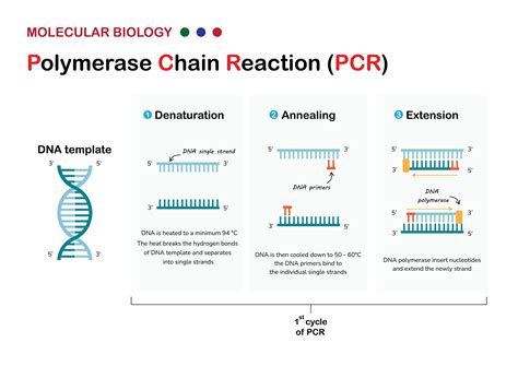 What Are The Differences Between Pcr Qpcr Rt Pcr And Rt Qpcr