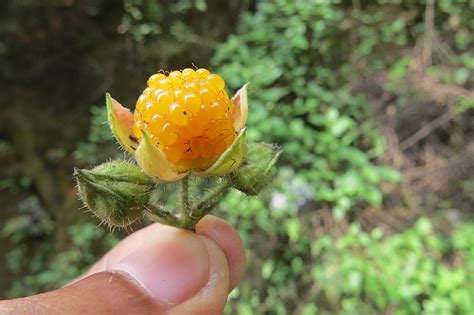 Raspberry Anne Middle Fall Yellow Milaegers