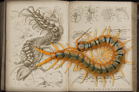 Гигантская сколопендра (Scolopendra gigantea): masterok — LiveJournal