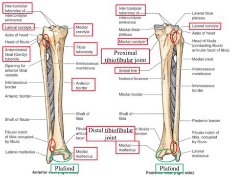 Gerdy S Tubercle Wikipedia Anatomy Flashcards Anatomy
