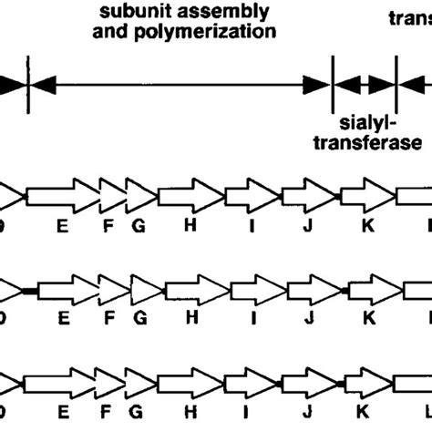 Schematic Representation Of The Organization Of The CPS Synthesis Loci Download Scientific