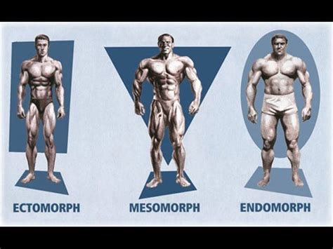Body Types And Bodybuilding Their Significance In Training