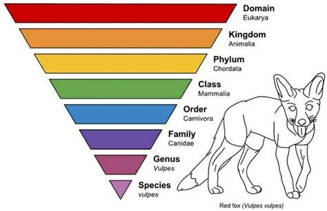How To Remember Taxonomic Classification