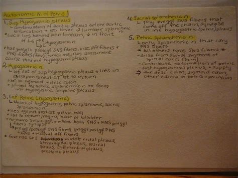 Autonomic Nerves Of Pelvis Plexus Products Pelvic Diaphragm Perineum Autonomic Nerves Of Pelvis Plexus Products Pelvic Diaphragm Perineum