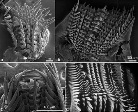 2 Micrographs Of Radulae Of Recent Cephalopods A Radula Of Nautilus