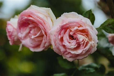 Image Libre Détails Rose Rose Unique Plante Pétale Des Roses