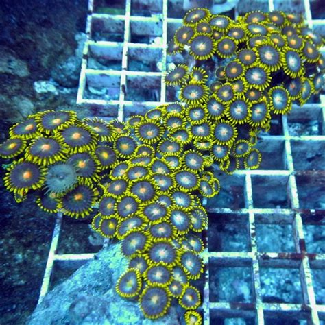 Zoanthid Colony Rock Gold R022 Eye It And Buy It