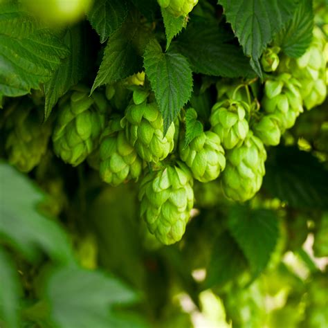 Hops St Francis Herb Farm