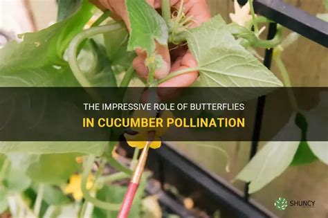 The Impressive Role Of Butterflies In Cucumber Pollination Shuncy