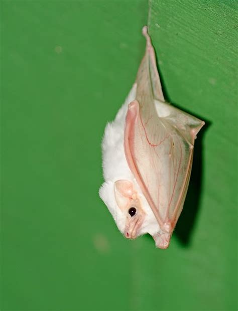 Northern Ghost Bat Photography