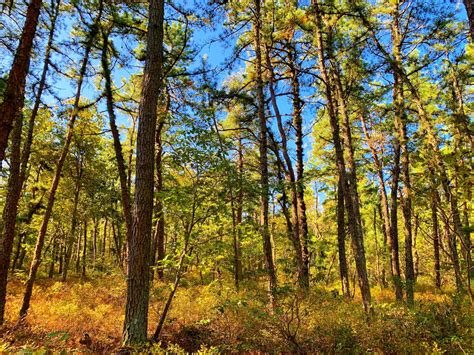 Why Do We Want A Visitor Map For Wharton State Forest Protecting The