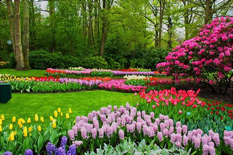 Paisaje De Flores De Primavera Landscape Natural View Of Tulip