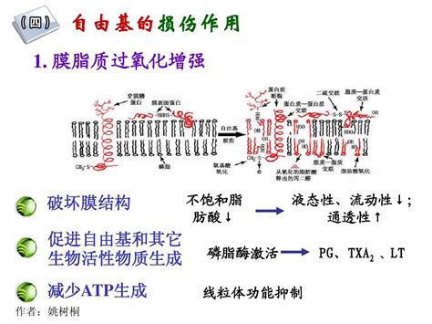 缺血再灌注损伤 Word文档在线阅读与下载 无忧文档