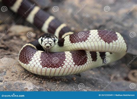 Close Up Of A Banded California Kingsnake Lampropeltis Californiae