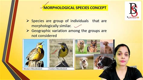 Morphological Species Concept Example Of