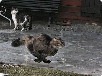 Funny Running Cat Blank Template Imgflip