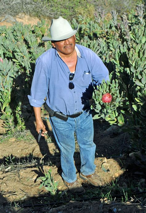 A Passion For Flowers Protea Ceres