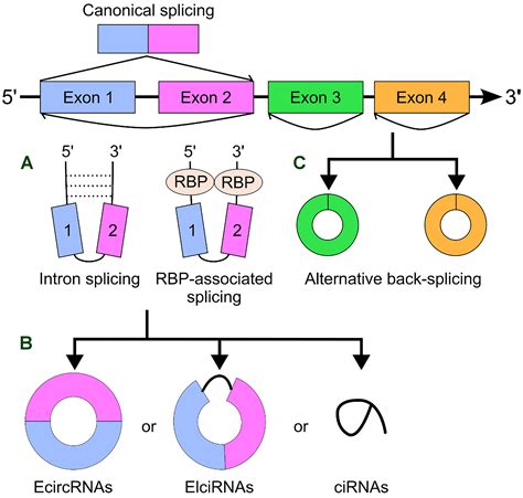 Functions And Potential Clinical Applications Of Circular Rnas In