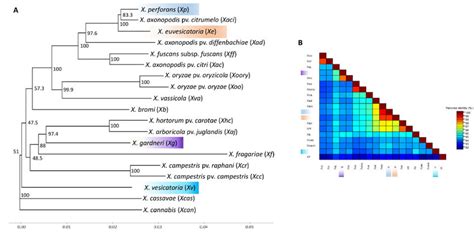 Phylogenetic Positions Of Xanthomonas Euvesicatoria And X Vesicatoria