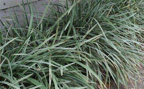 Datasheets Archive Page 26 Of 33 Alpine Nurseries