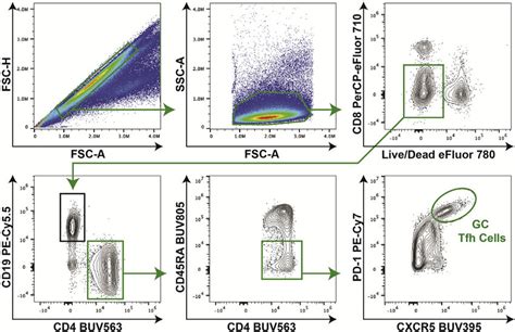 Tfh Cell Gating Strategy Download Scientific Diagram