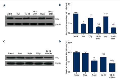 Figure 8 From Tgf β1 Smad3 Signaling Pathway Suppresses Cell Apoptosis In Cerebral Ischemic