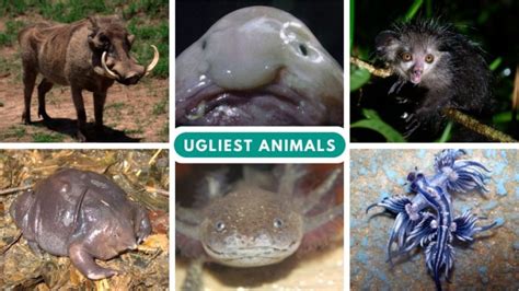 Ugly Animals 24 Ugliest Animals In The World With Pictures