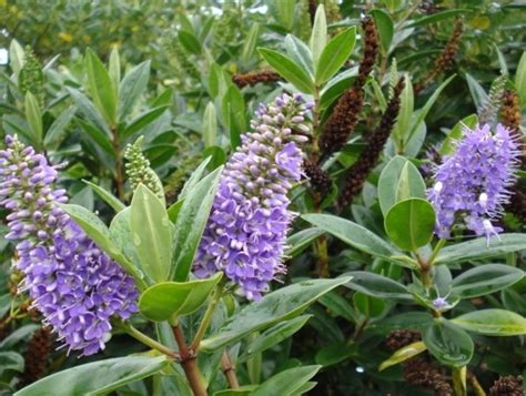 Hebe Hybrida Wiri Image Plants For Spaces