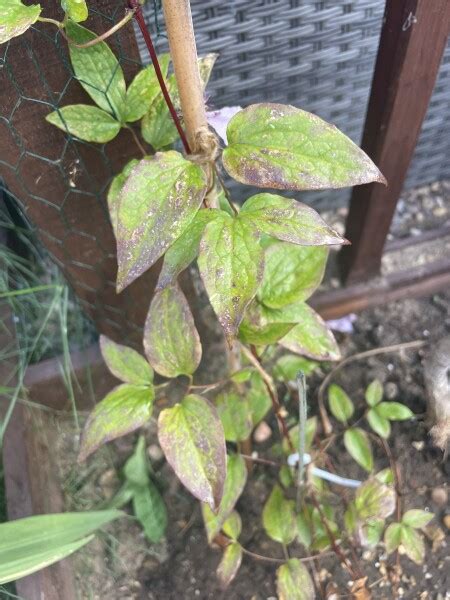 Is My Clematis Dead Mumsnet