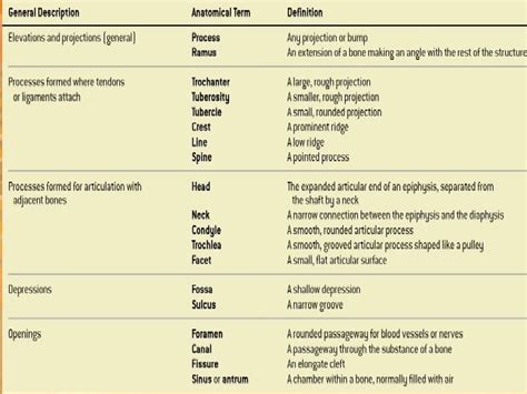 The Skeletal System Classification Of Bones Objectives Know
