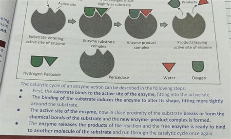 The Catalytic Cycle Of An Enzyme Action Can Be Described In The Following