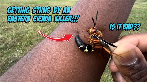 Cicada Killer Sting 5 Myths Debunked And How To Stay Safe Pestcontrolsblog