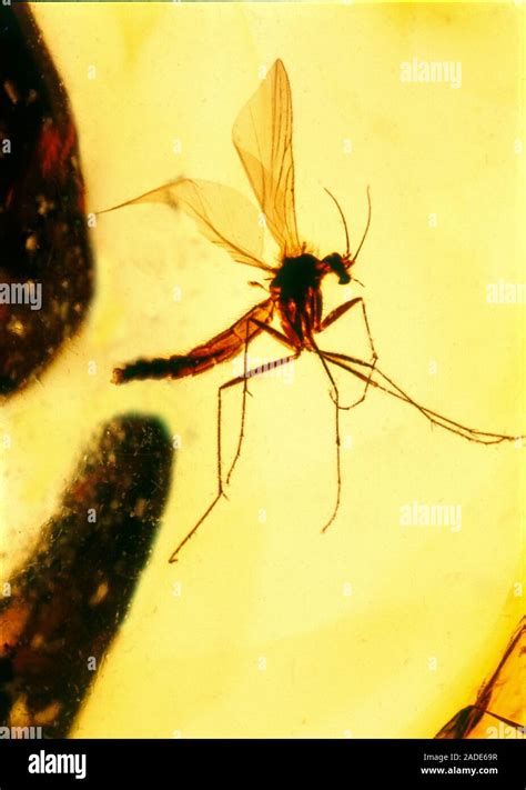 Mosquito Trapped In Fossilized Tree Resin Better Known As Amber The Insect In This Specimen