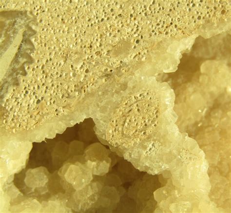 Close Up Of A Boring Made By A Bivalve Shells Still Present And Download Scientific Diagram