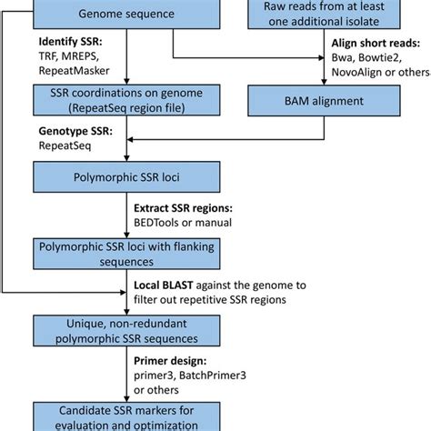 schematic illustration of the ssr marker development pipeline used in