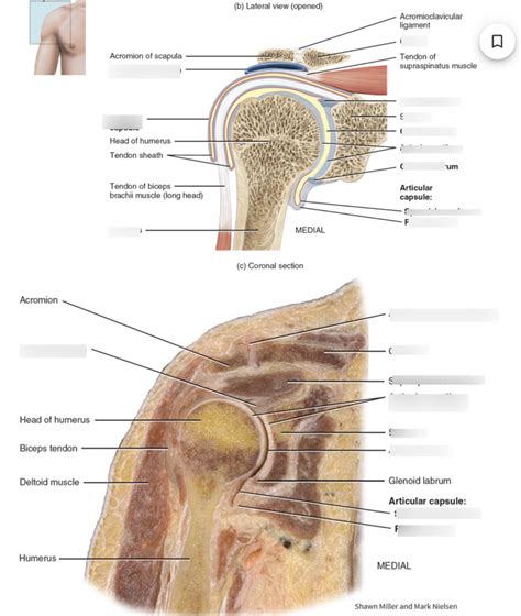 Shoulder Labeling 1 Diagram Quizlet