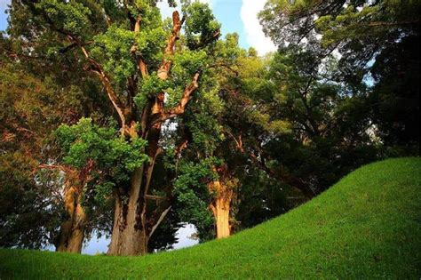წვერმაღალა ️ გურია საქართველოს გულია