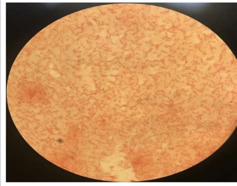 Bio 229 Lab Flashcards Quizlet